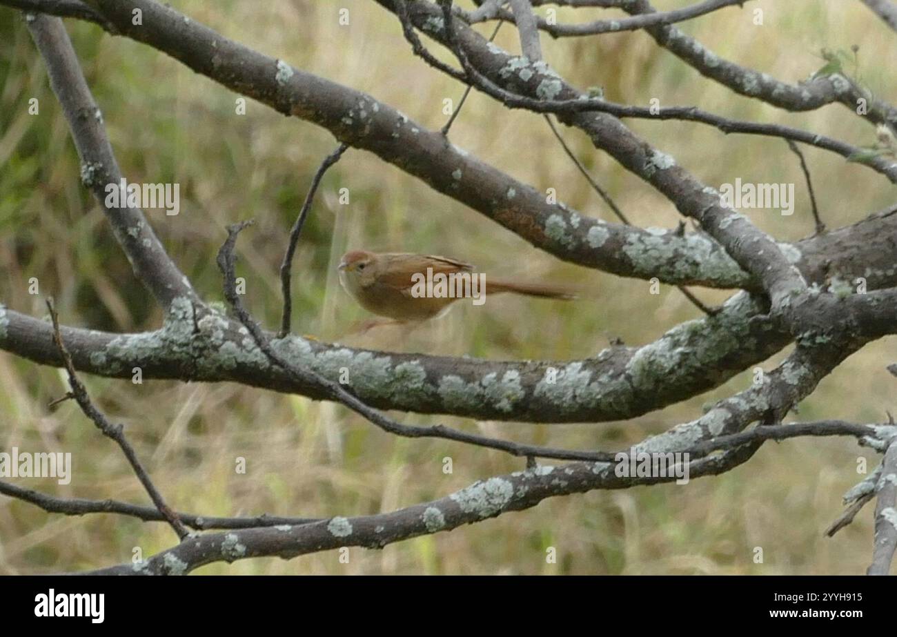 Tawny Grassbird (Cincloramphus timoriensis Stock Photo - Alamy