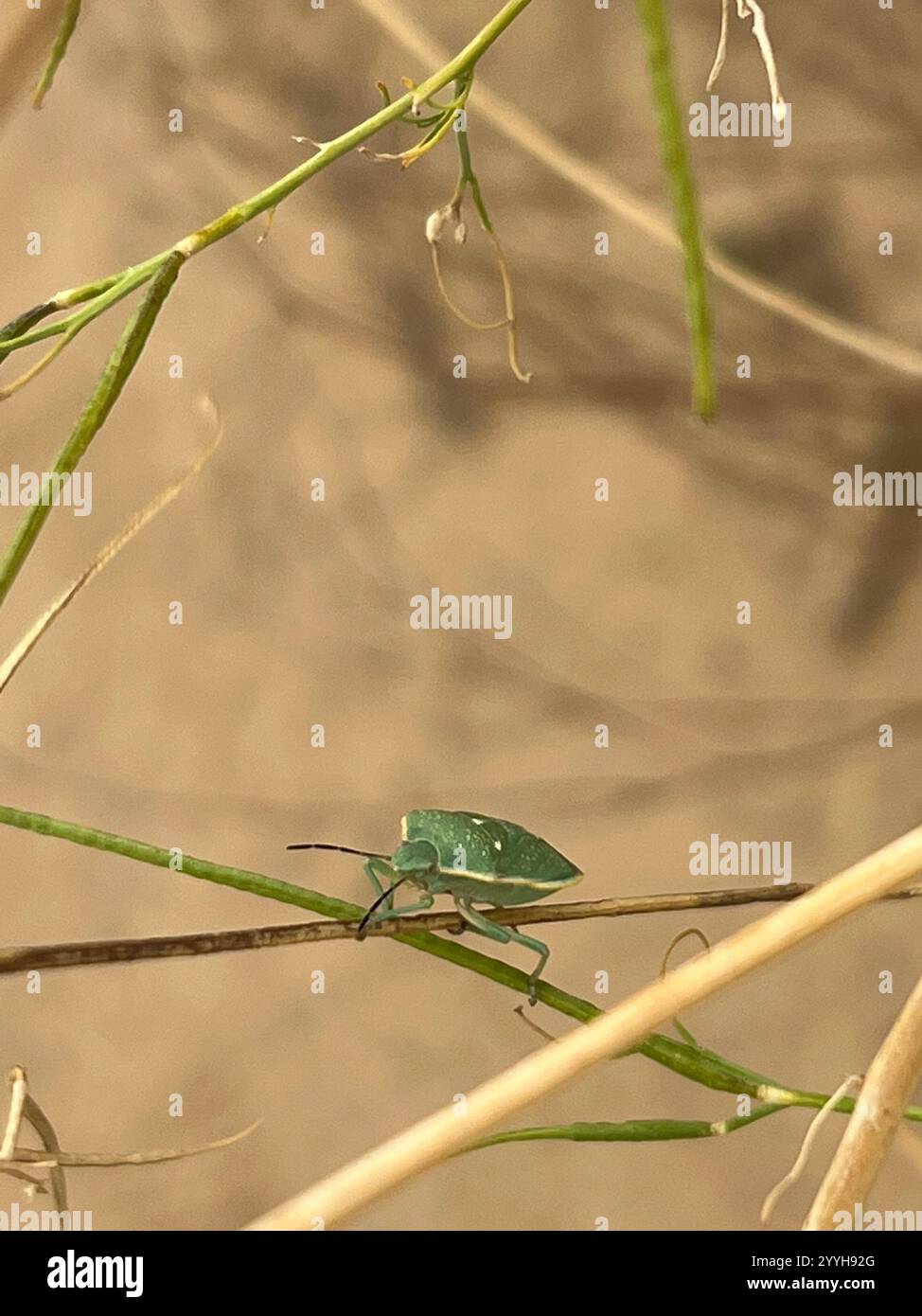 Say's Stink Bug (Chlorochroa sayi Stock Photo - Alamy