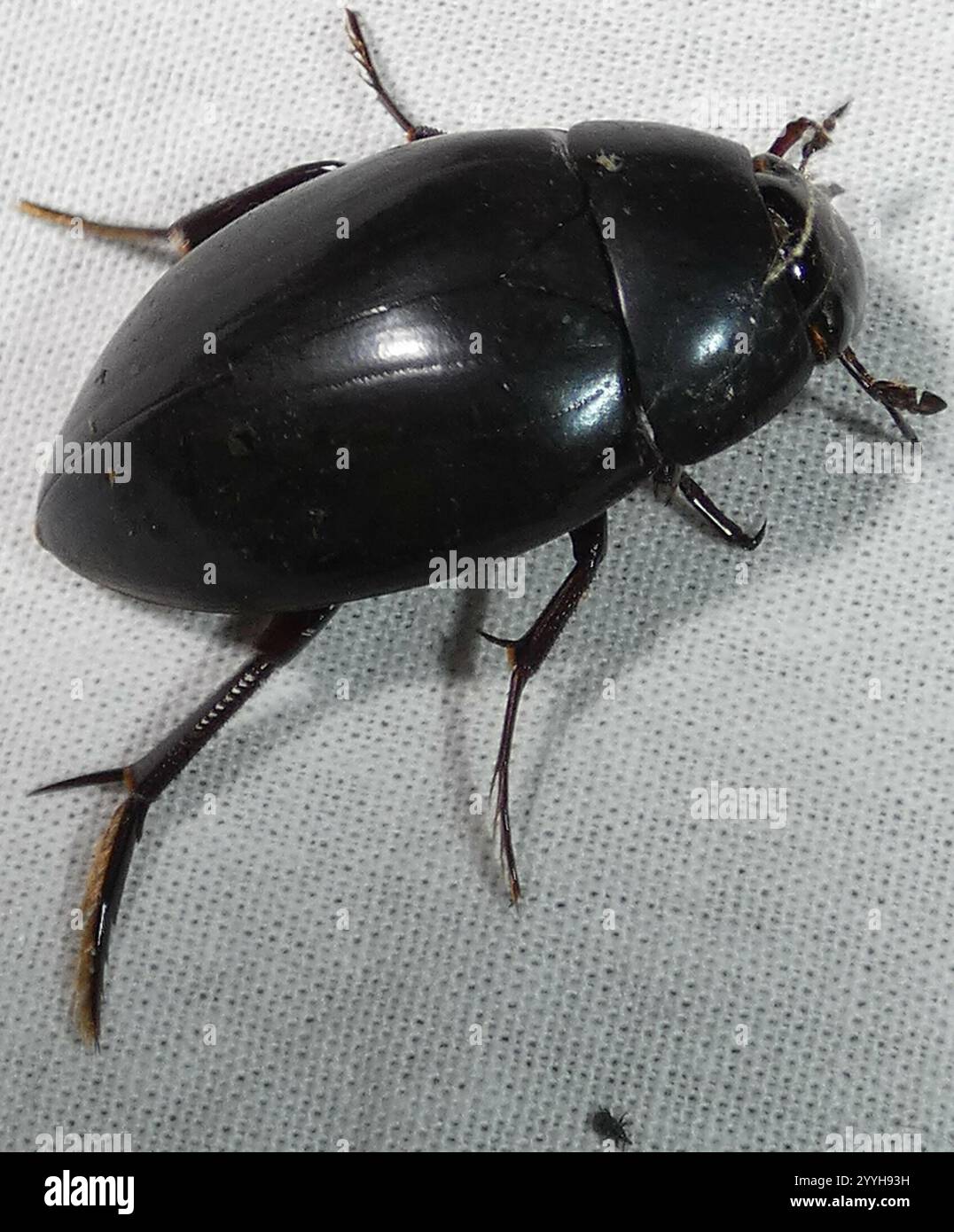 Hydrophilus ovatus hi-res stock photography and images - Alamy