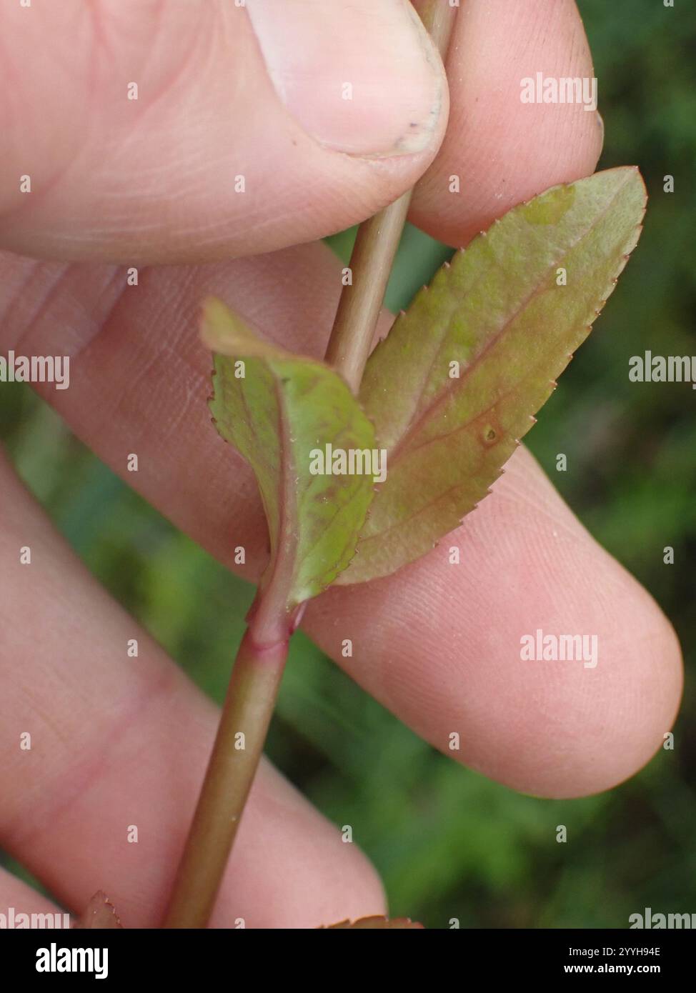 American brooklime hi-res stock photography and images - Alamy