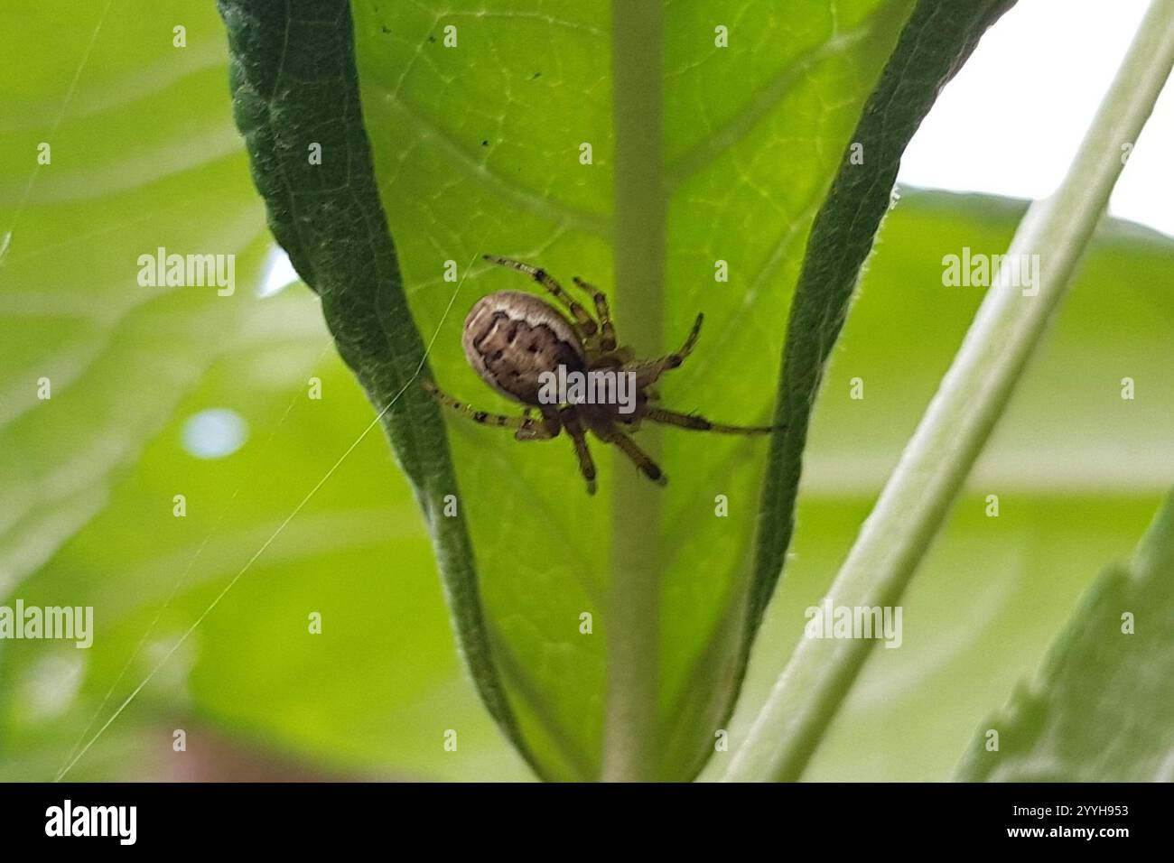 Silver-sided Sector Spider (Zygiella x-notata Stock Photo - Alamy