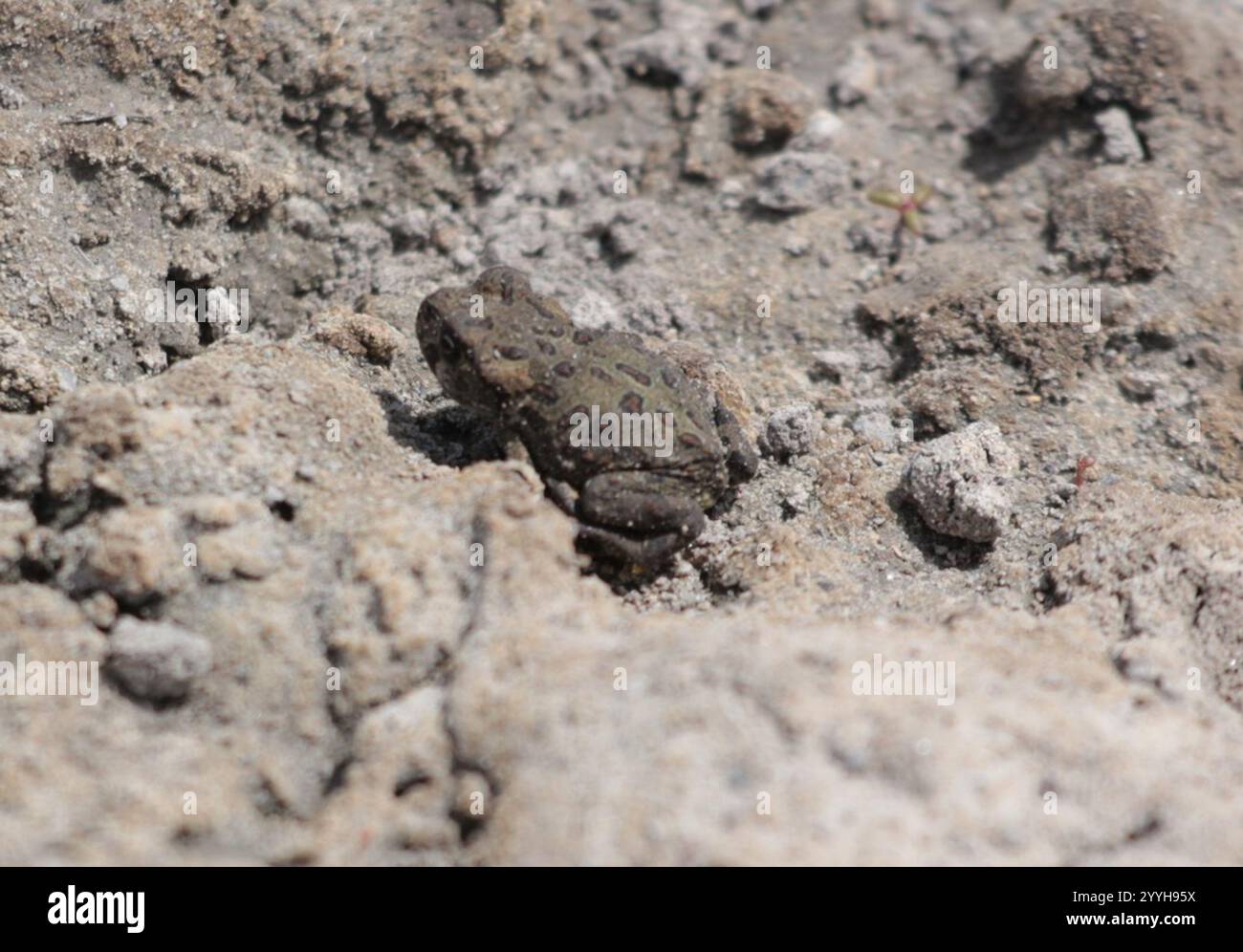 Western Toad (Anaxyrus boreas Stock Photo - Alamy