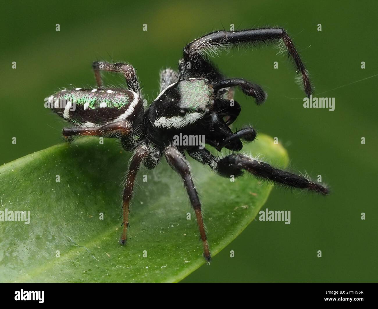Golden Jumping Spider (Paraphidippus aurantius Stock Photo - Alamy