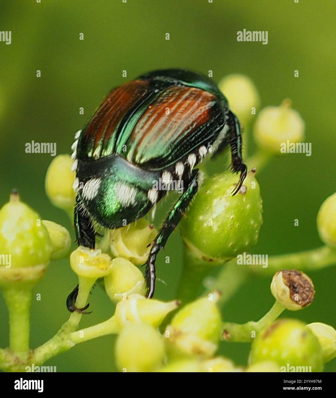 Japanese Beetle (Popillia japonica Stock Photo - Alamy