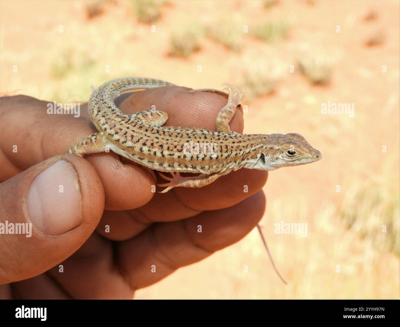 Spotted Desert Lizard (Meroles suborbitalis Stock Photo - Alamy