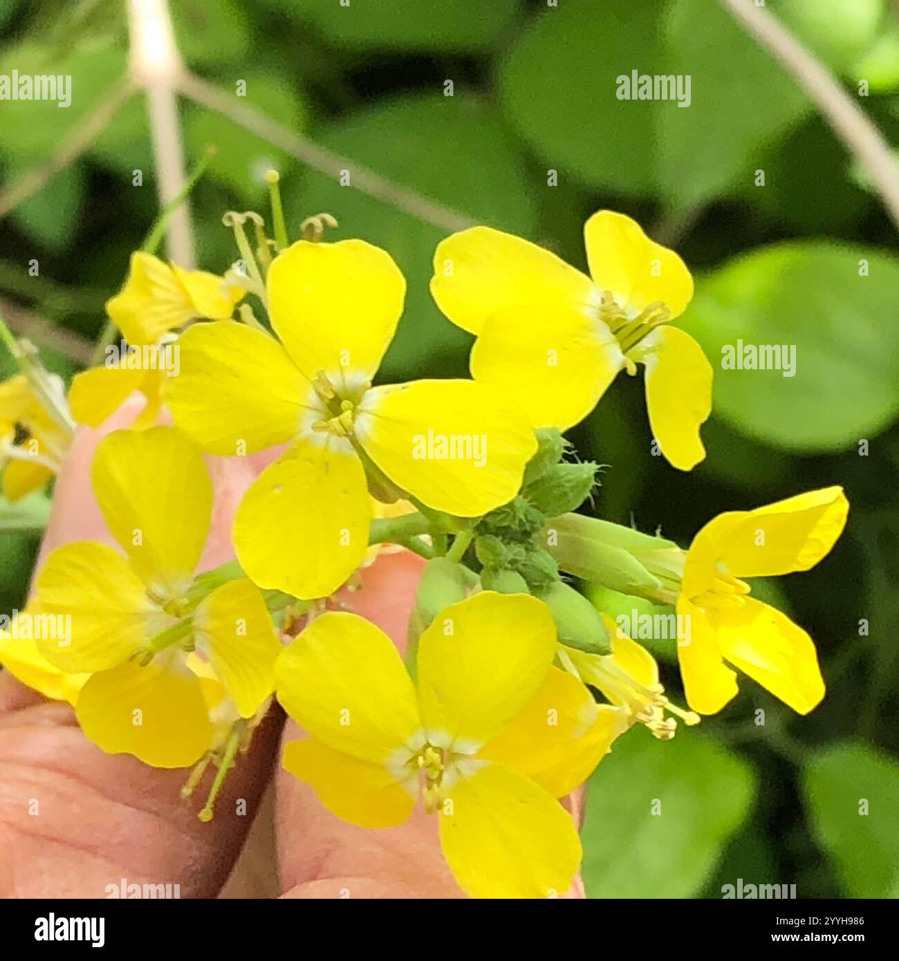 Perennial Wall-rocket (Diplotaxis tenuifolia Stock Photo - Alamy