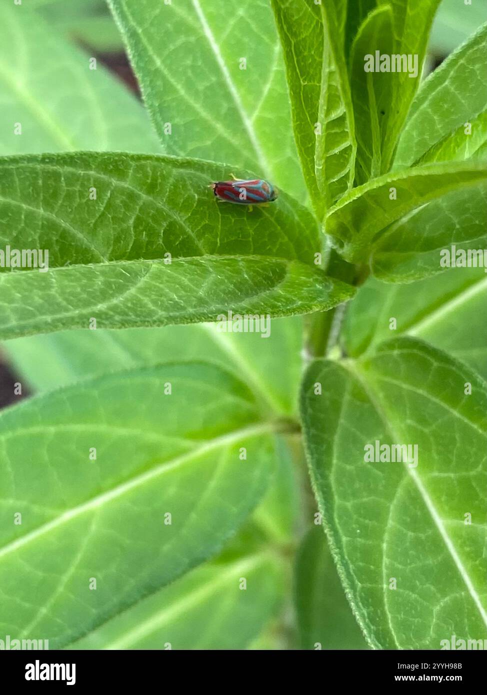 Red-banded Leafhopper (Graphocephala coccinea Stock Photo - Alamy
