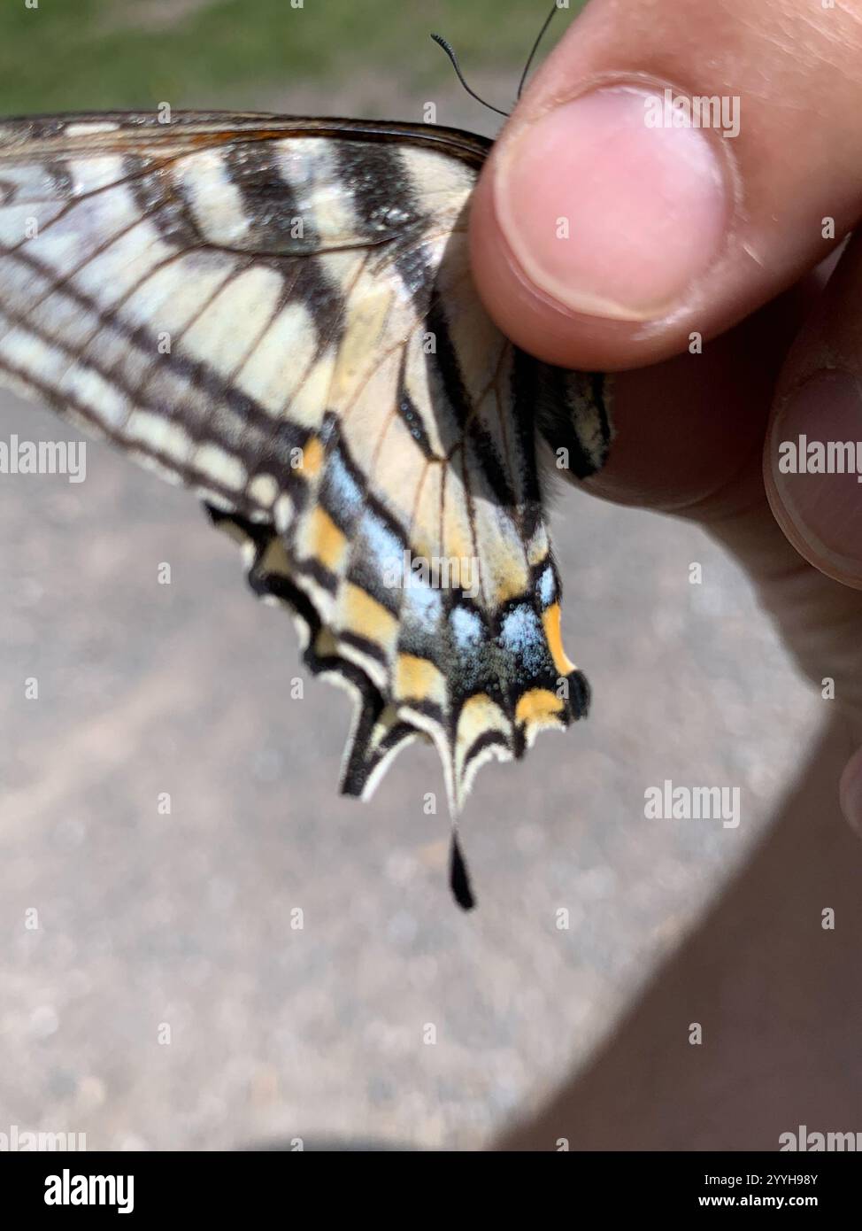 Canadian Tiger Swallowtail (Papilio canadensis Stock Photo - Alamy