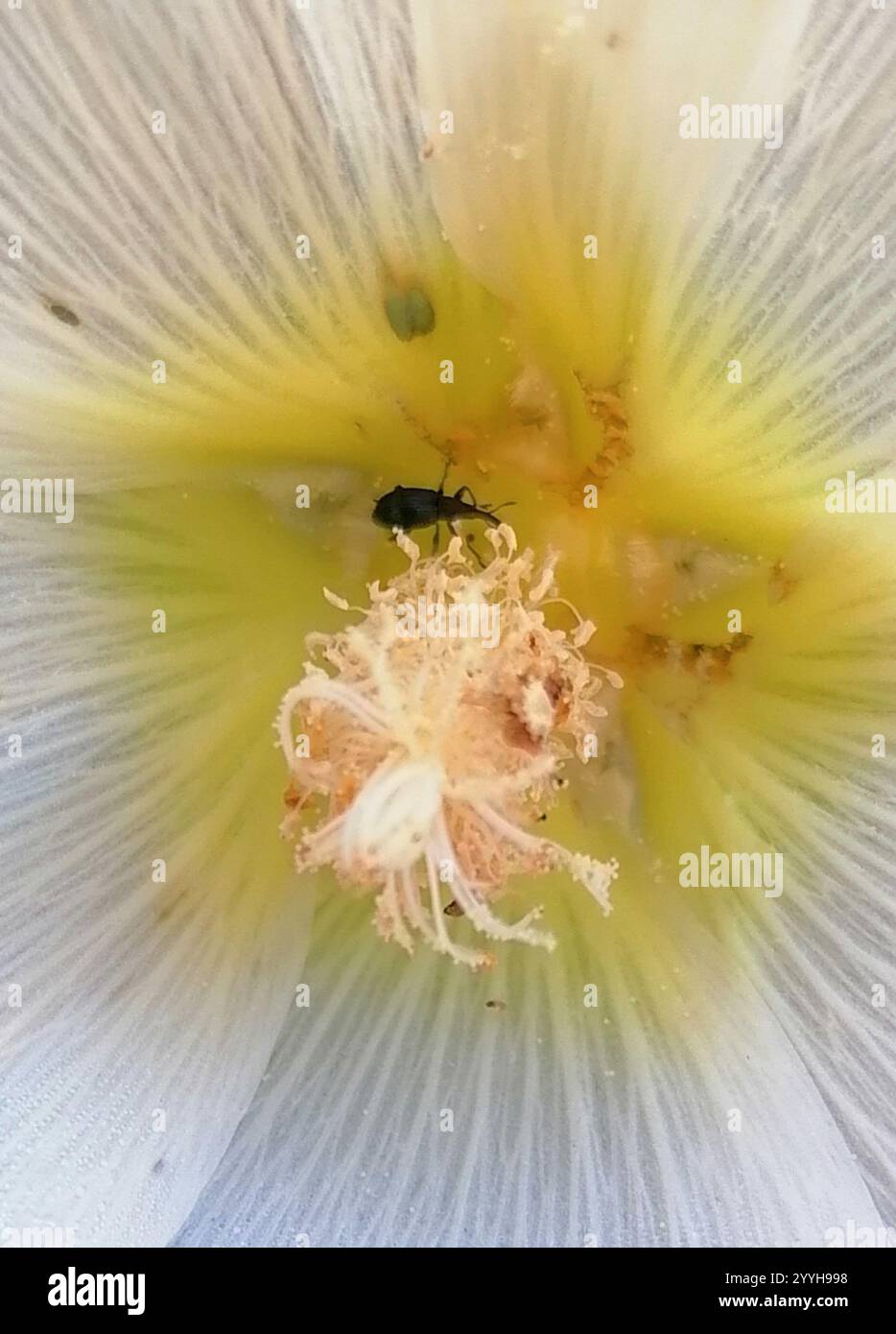 Pear-shaped Weevils (Apioninae Stock Photo - Alamy
