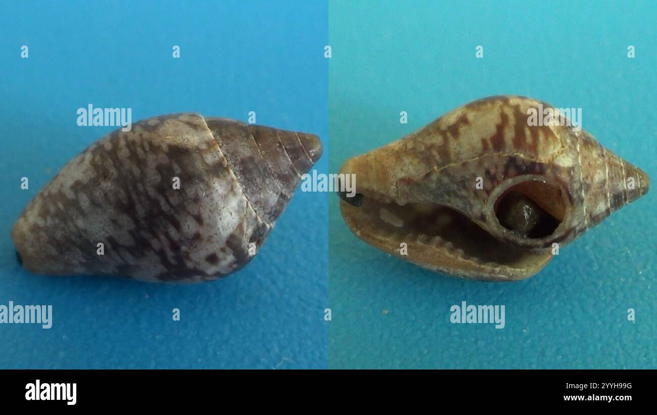 Rustic Dove-shell (Columbella rustica Stock Photo - Alamy