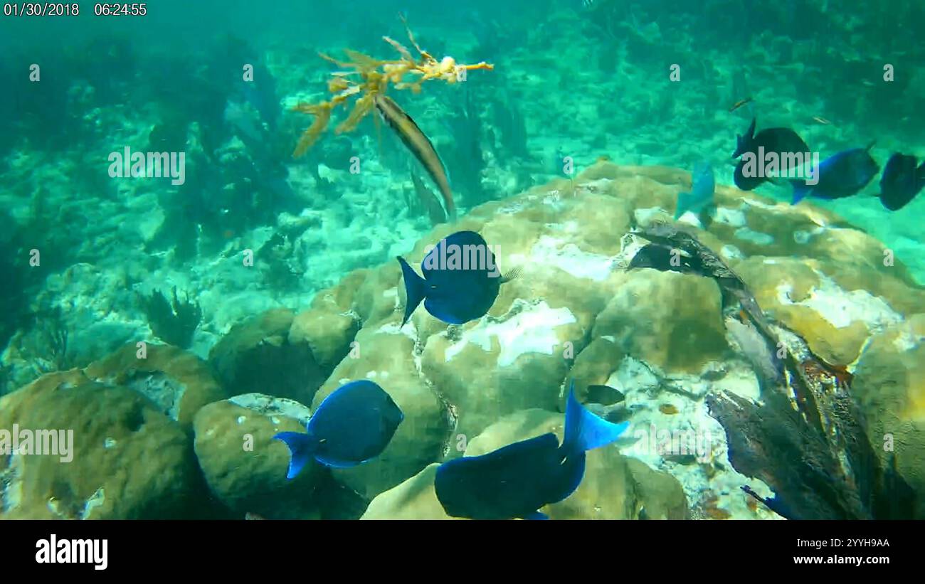 Atlantic Blue Tang (Acanthurus coeruleus Stock Photo - Alamy