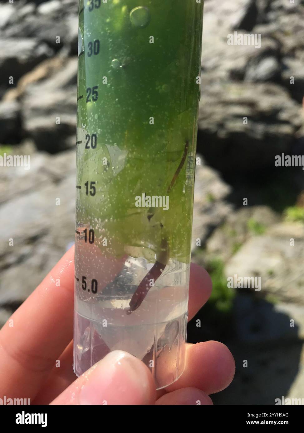 Worm Pipefish (Nerophis lumbriciformis Stock Photo - Alamy