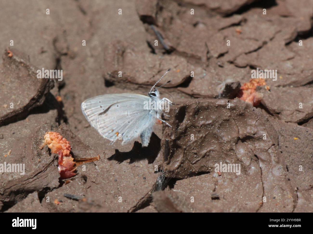 Western Tailed-Blue (Cupido amyntula Stock Photo - Alamy