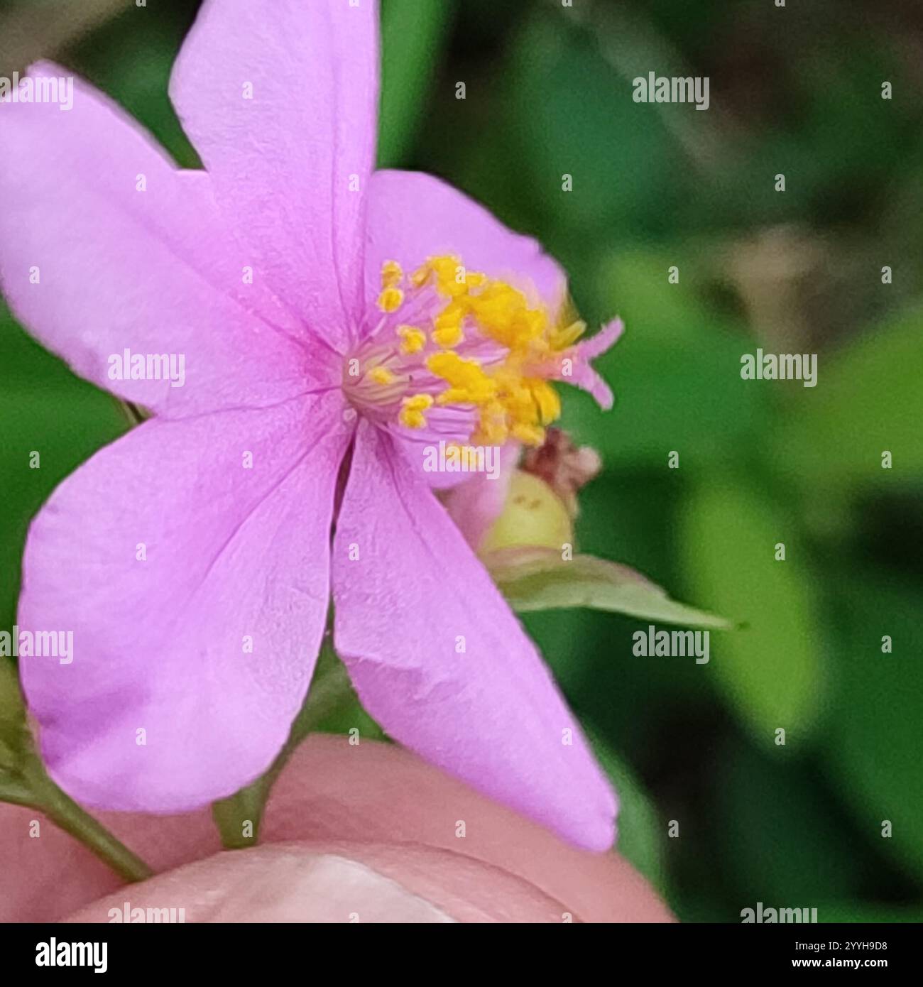 Philippine spinach (Talinum fruticosum Stock Photo - Alamy