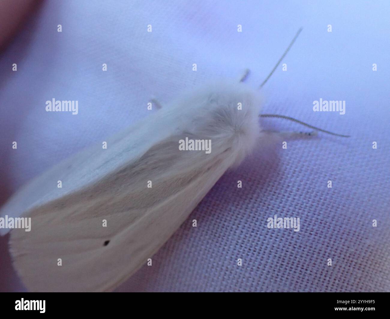 Virginian Tiger Moth (Spilosoma virginica Stock Photo - Alamy