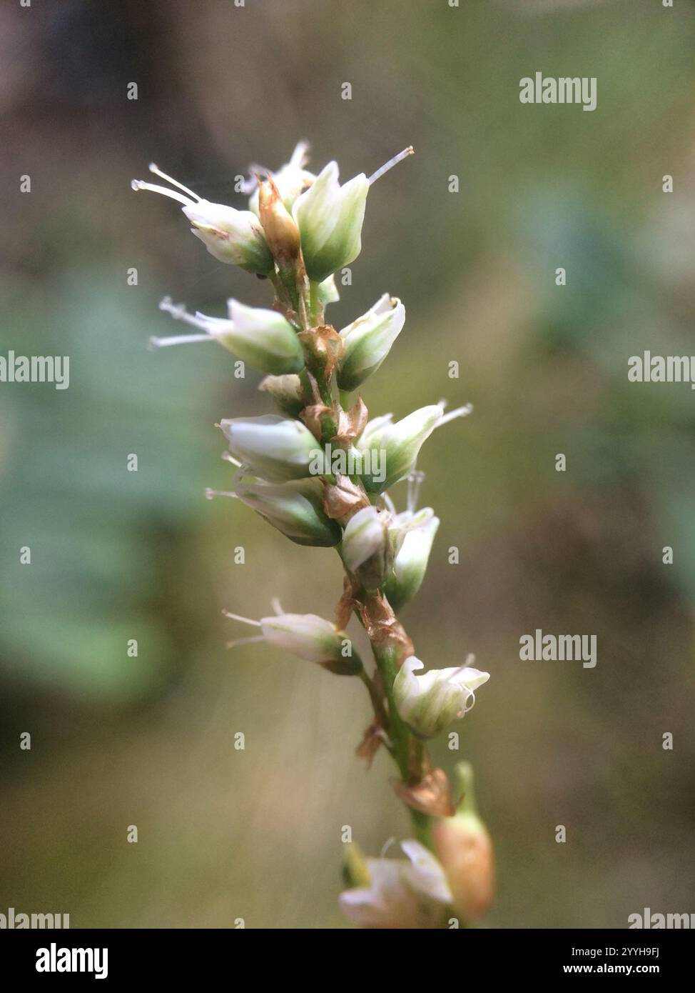 alpine bistort (Bistorta vivipara Stock Photo - Alamy