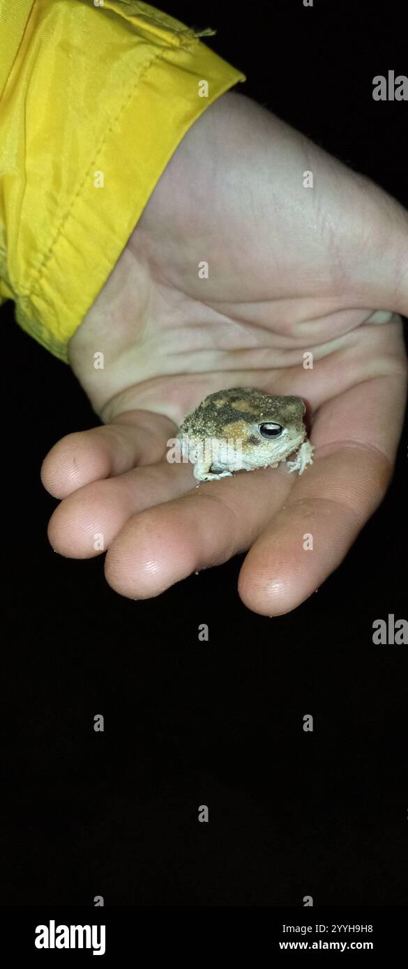 Namaqua Rain Frog (Breviceps namaquensis Stock Photo - Alamy