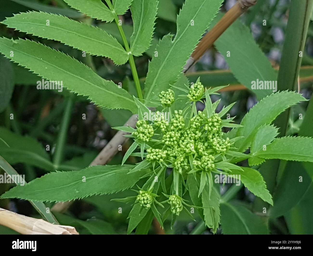 Greater Water-parsnip (Sium latifolium Stock Photo - Alamy