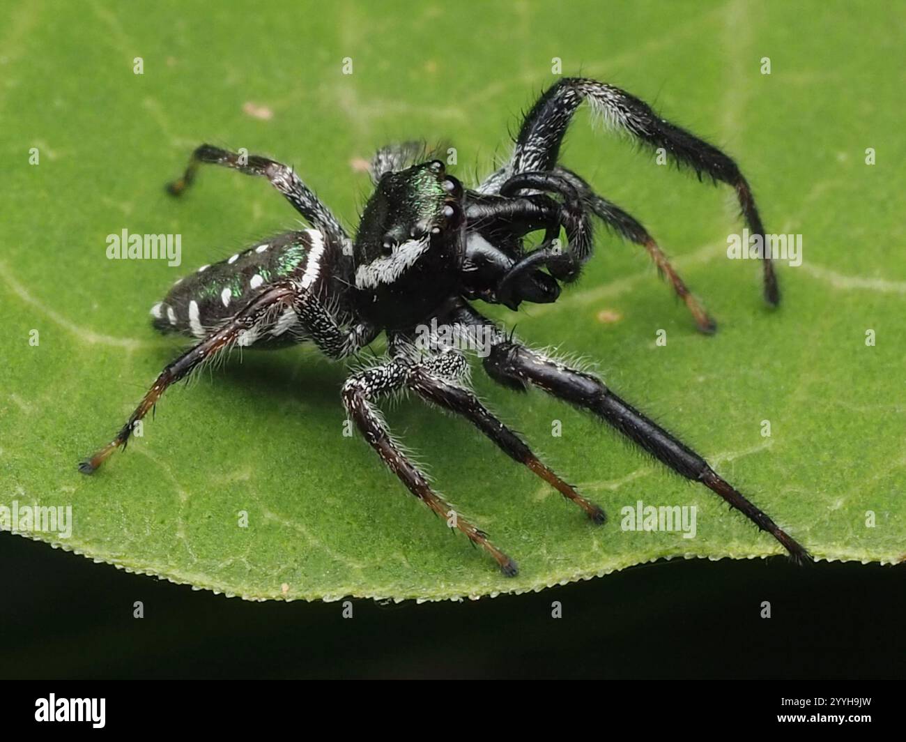 Golden Jumping Spider (Paraphidippus aurantius Stock Photo - Alamy