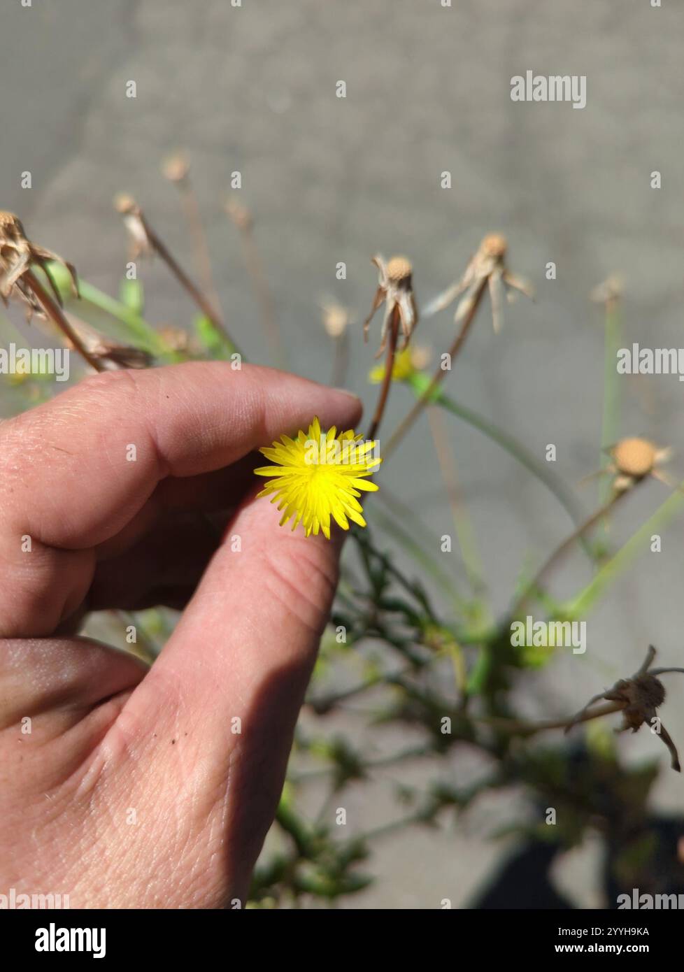 False Hawkbit (Urospermum picroides Stock Photo - Alamy