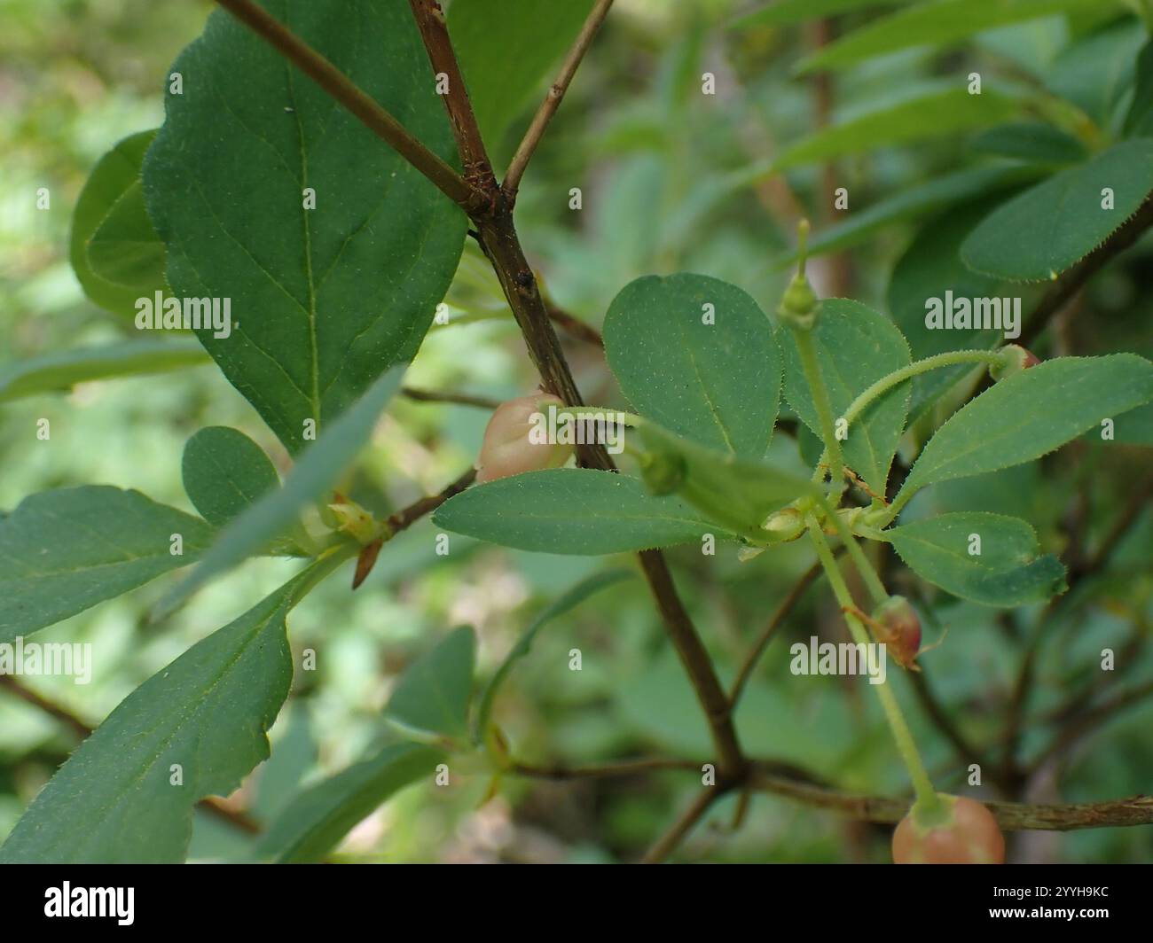 mock azalea (Rhododendron menziesii Stock Photo - Alamy