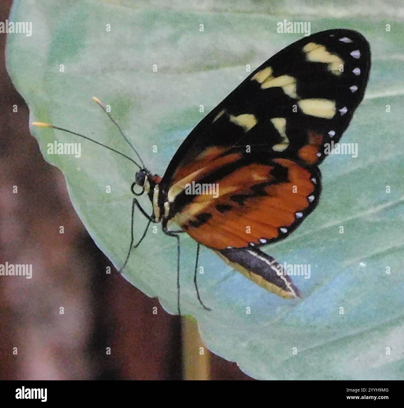 Polymnia Tigerwing (Mechanitis polymnia Stock Photo - Alamy