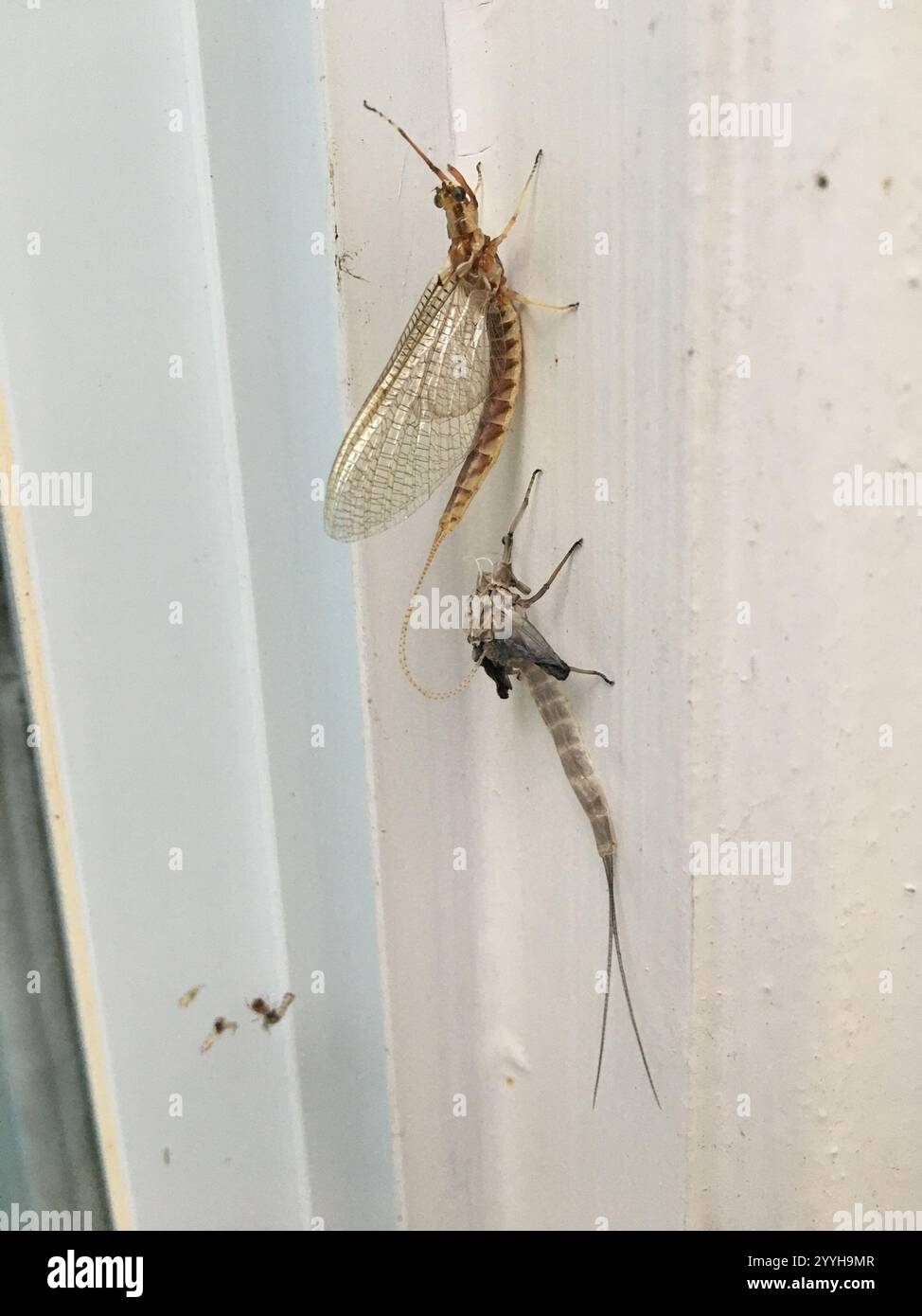 Giant Mayfly (Hexagenia limbata Stock Photo - Alamy