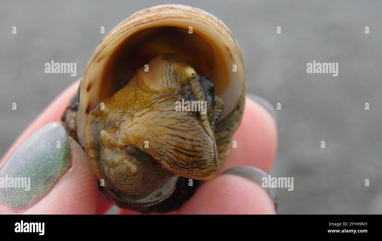 Periwinkle Snails (Littorinidae Stock Photo - Alamy