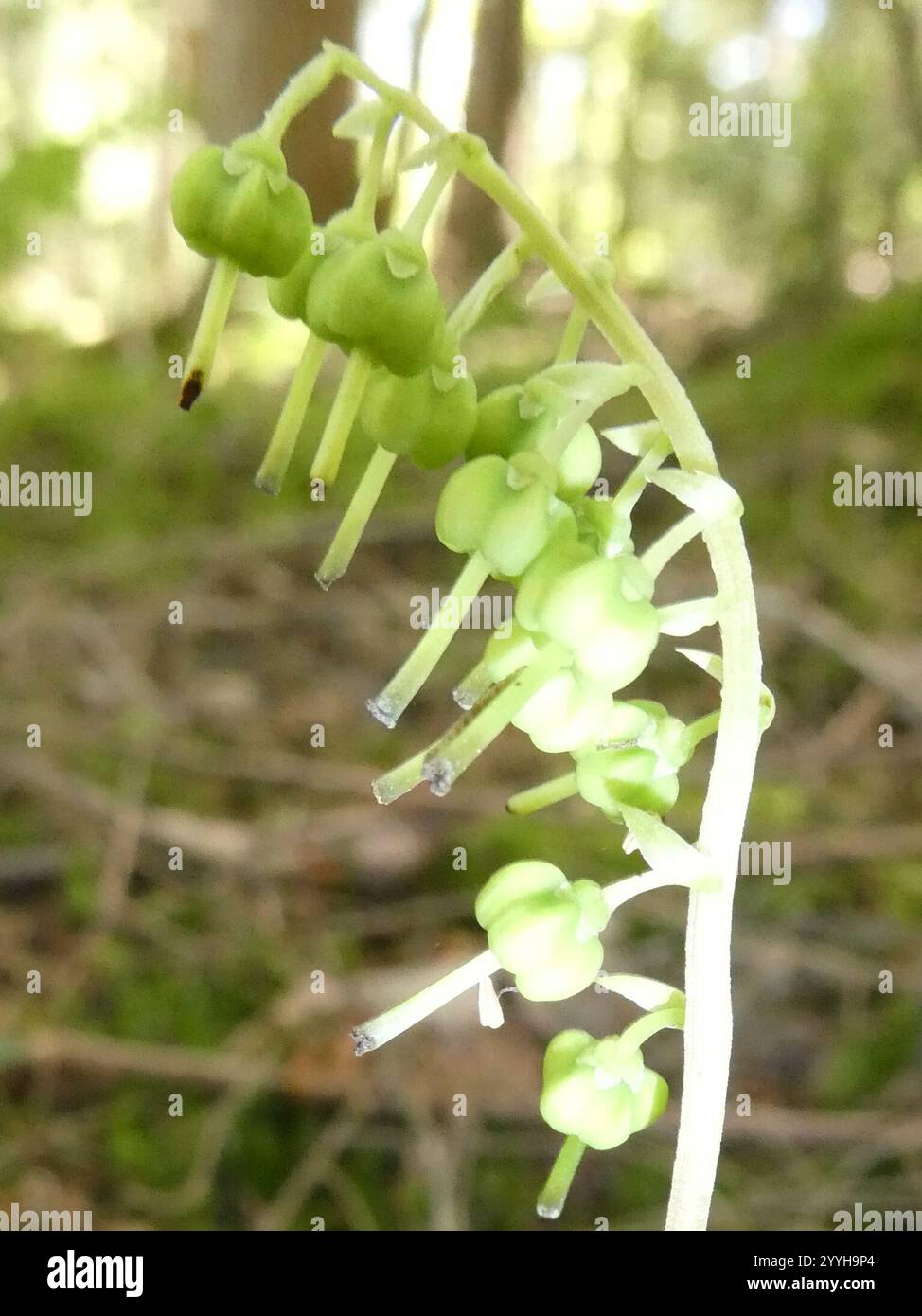 one-sided wintergreen (Orthilia secunda Stock Photo - Alamy