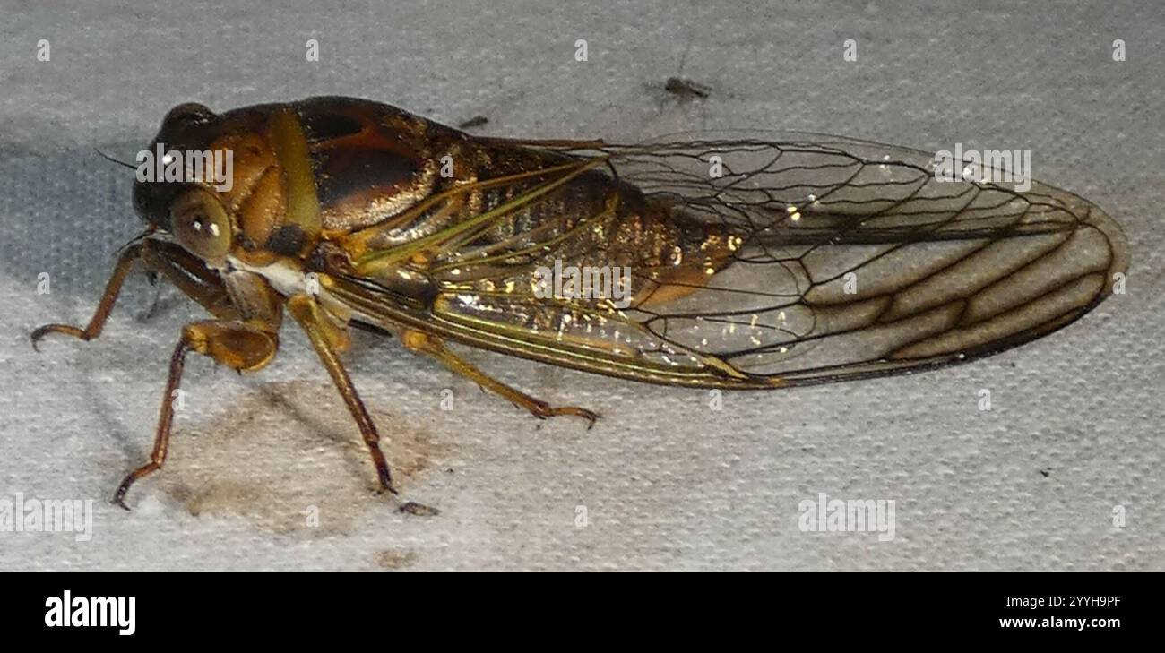 Olympusa hi-res stock photography and images - Alamy