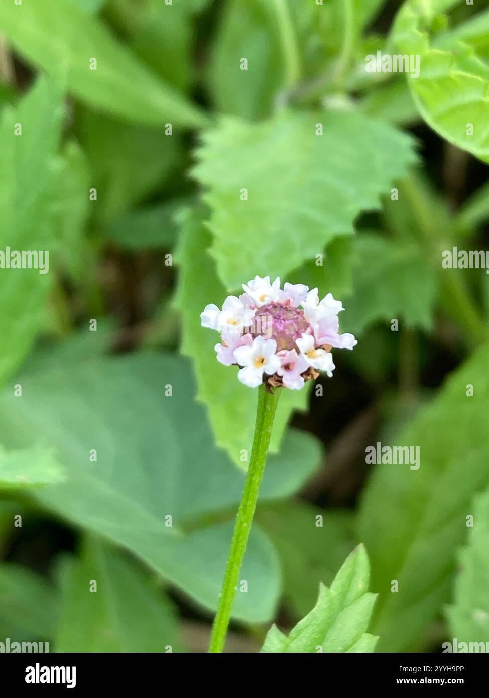lanceleaf frogfruit (Phyla lanceolata Stock Photo - Alamy