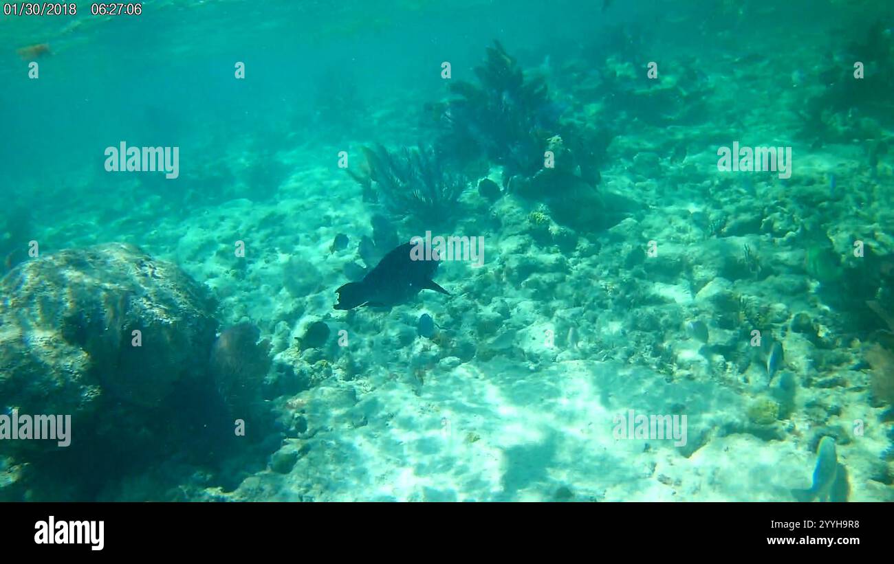 Coelestinus hi-res stock photography and images - Alamy