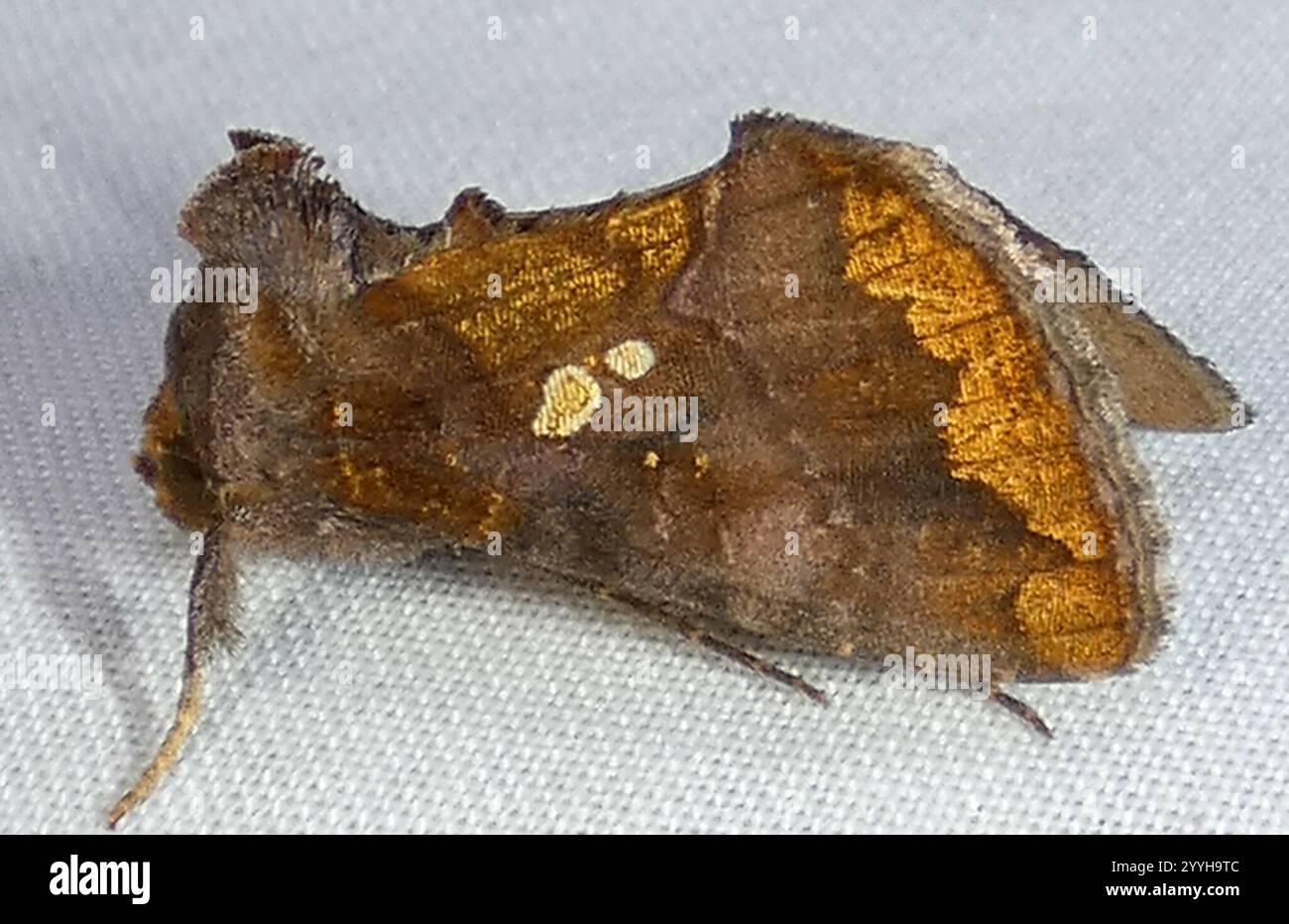 Golden Looper Moth (Argyrogramma verruca Stock Photo - Alamy