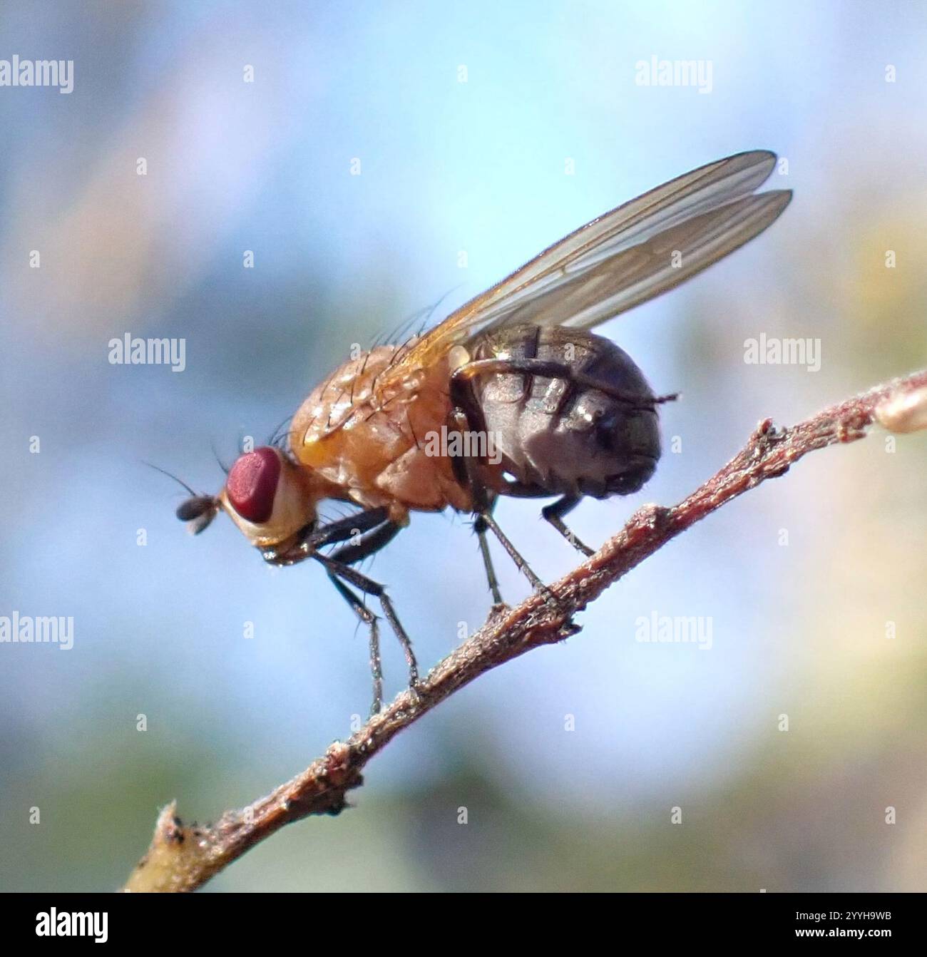 Lauxaniid Flies (Lauxaniidae Stock Photo - Alamy
