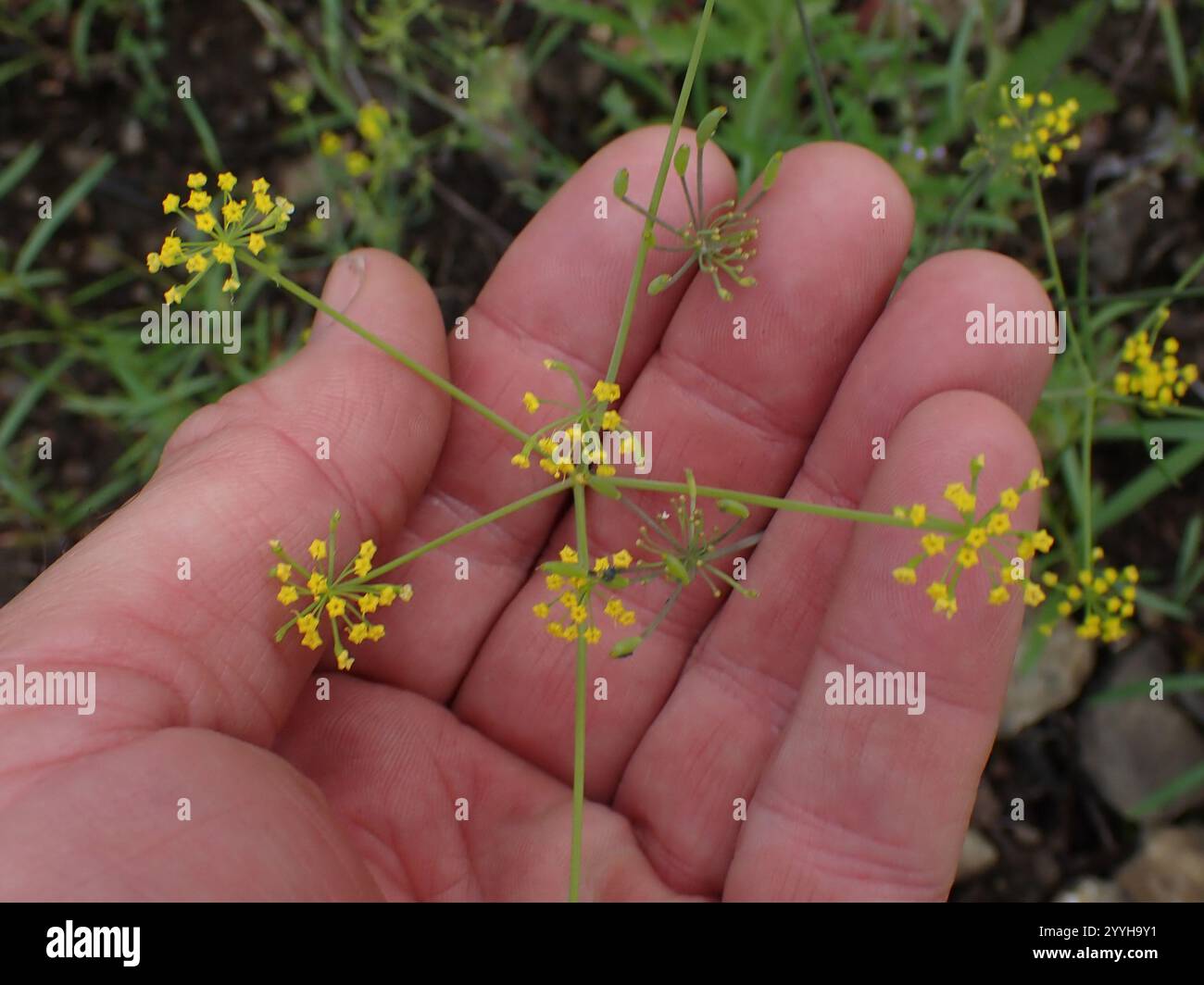 Wyeth Biscuitroot (Lomatium ambiguum Stock Photo - Alamy