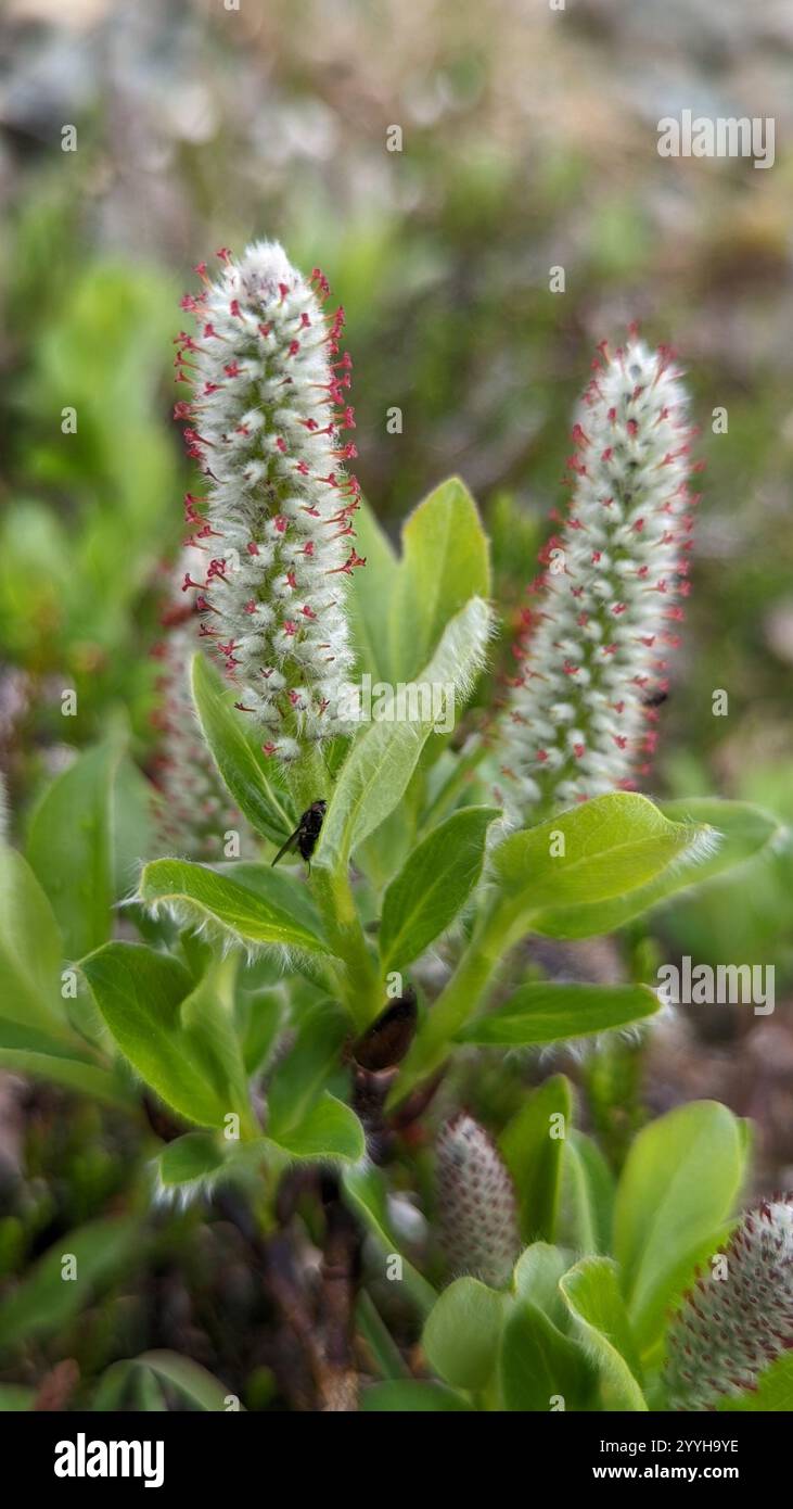 arctic willow (Salix arctica Stock Photo - Alamy