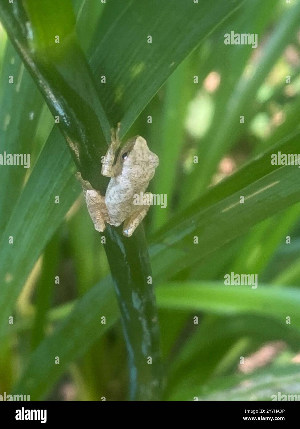 Spring Peeper (Pseudacris crucifer Stock Photo - Alamy