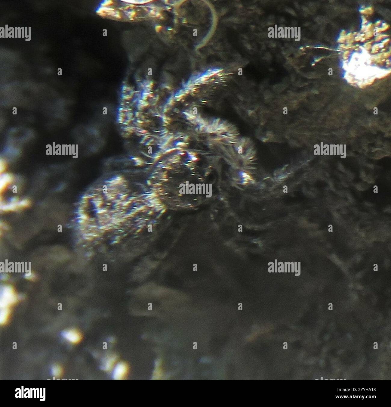 California Flattened Jumping Spider (Platycryptus californicus Stock ...