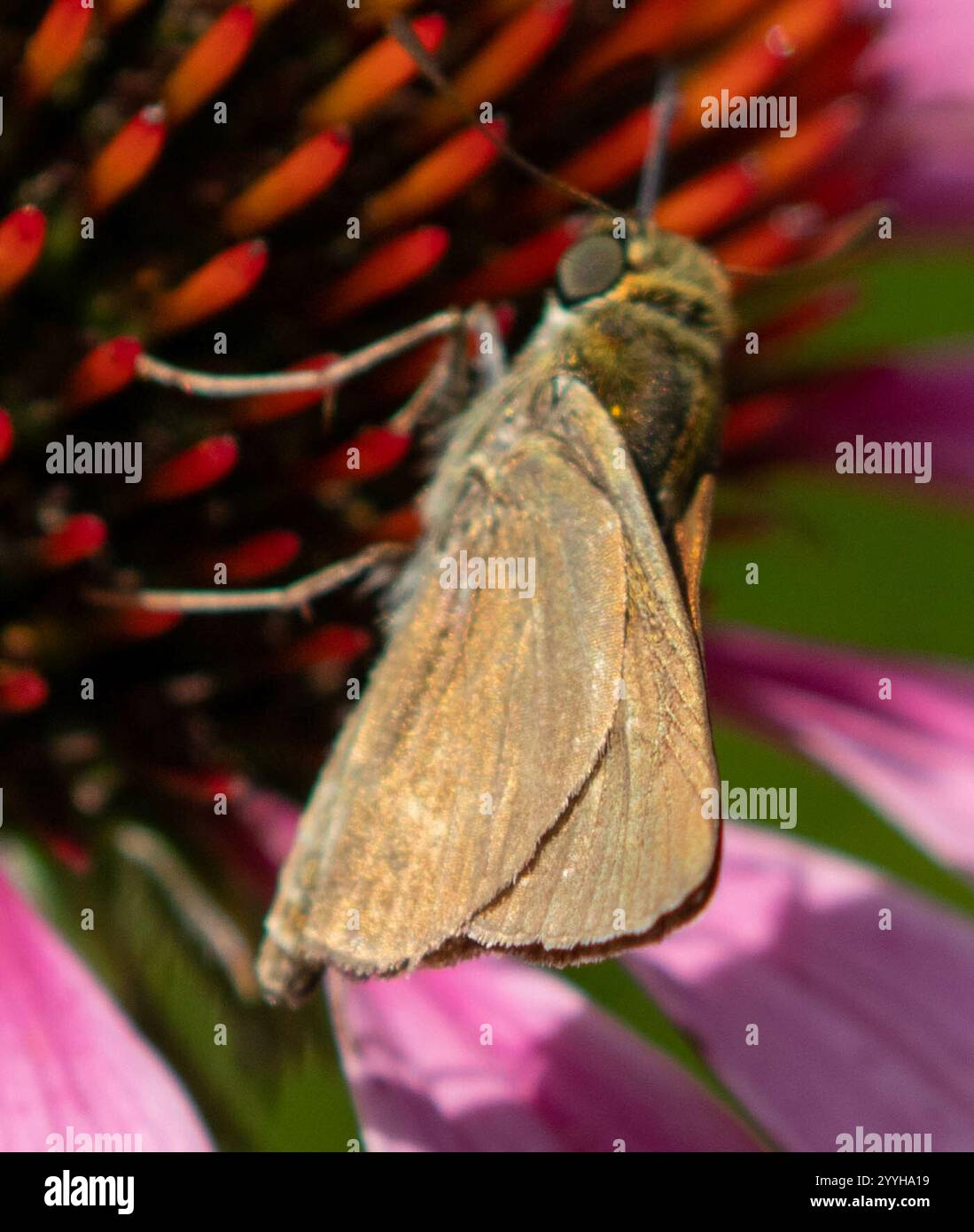 Dun Skipper (Euphyes vestris Stock Photo - Alamy