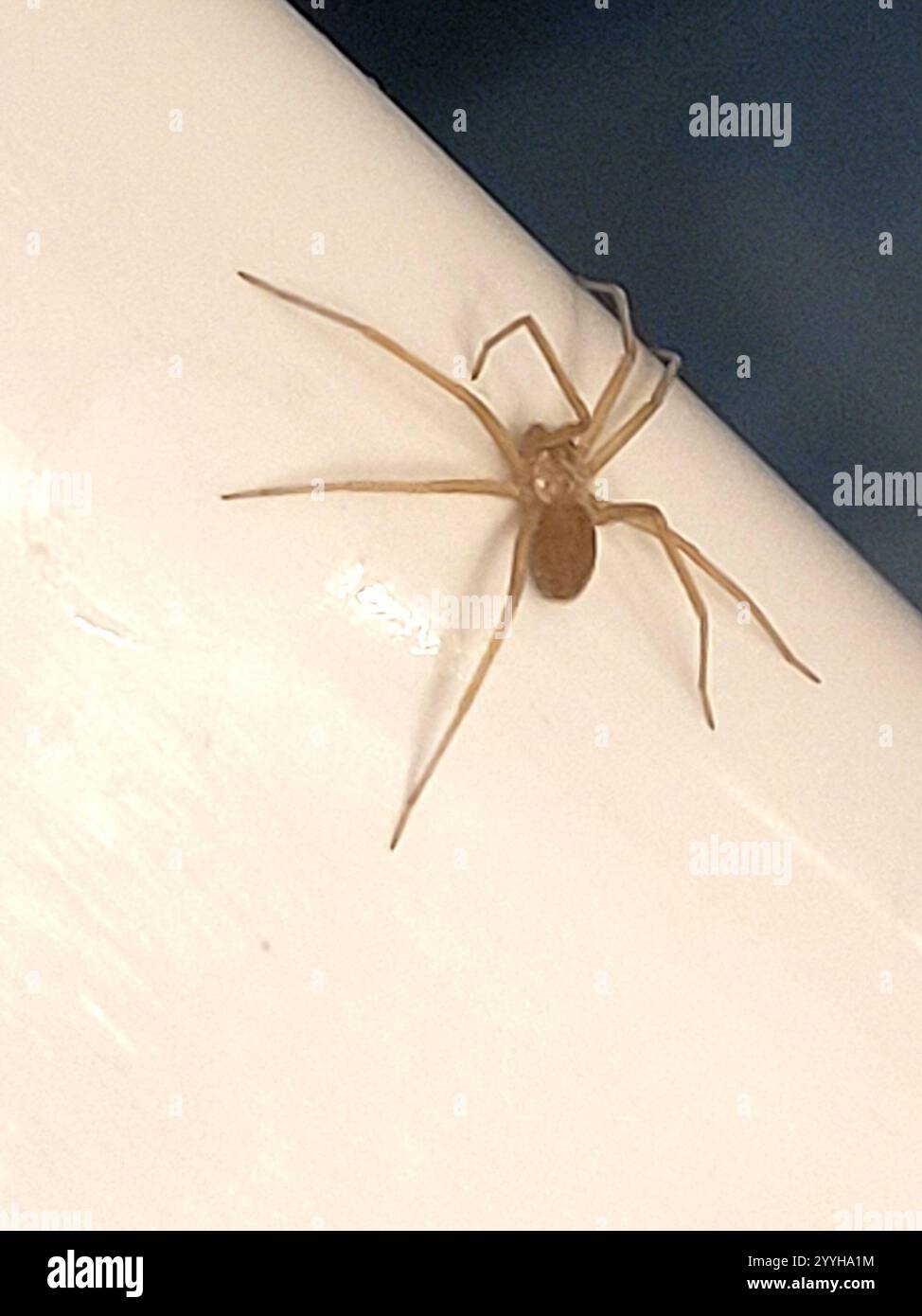 Mediterranean recluse (Loxosceles rufescens Stock Photo - Alamy