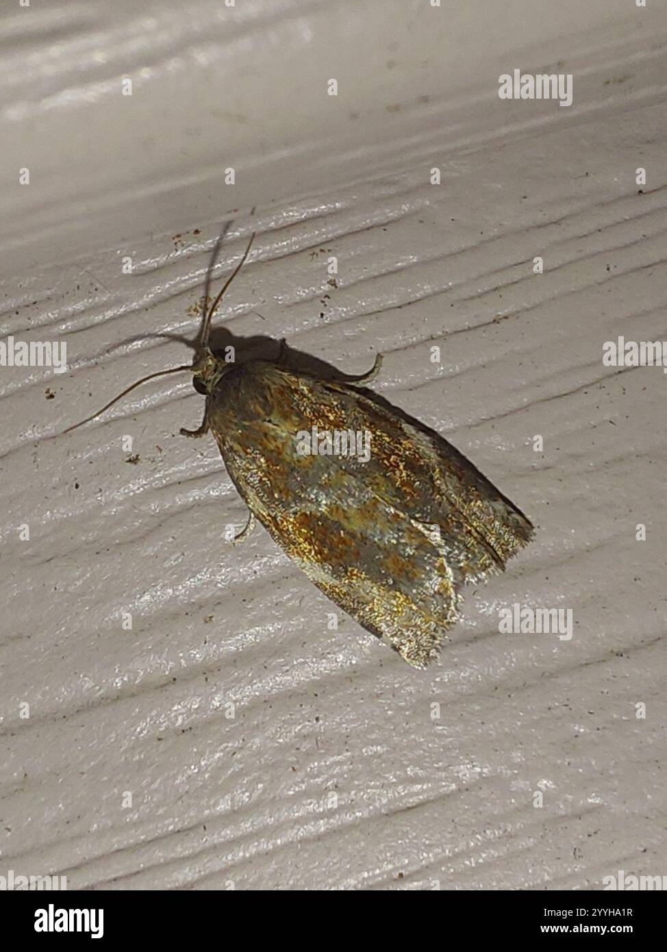 Tortricid Leafroller Moths (Tortricidae Stock Photo - Alamy