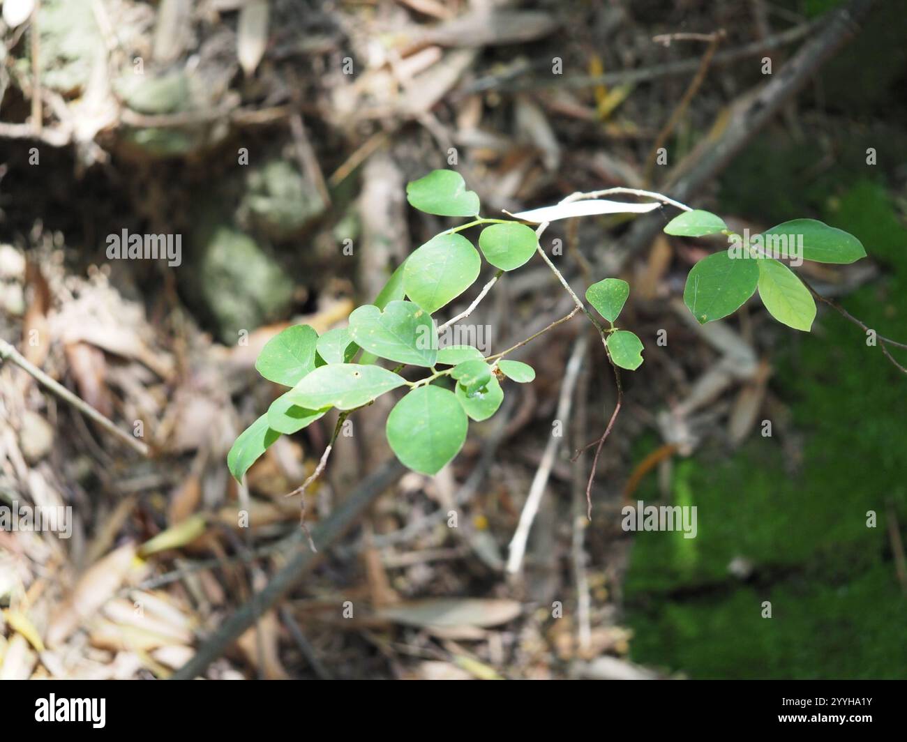 Pop-gun Seed (Bridelia tomentosa Stock Photo - Alamy