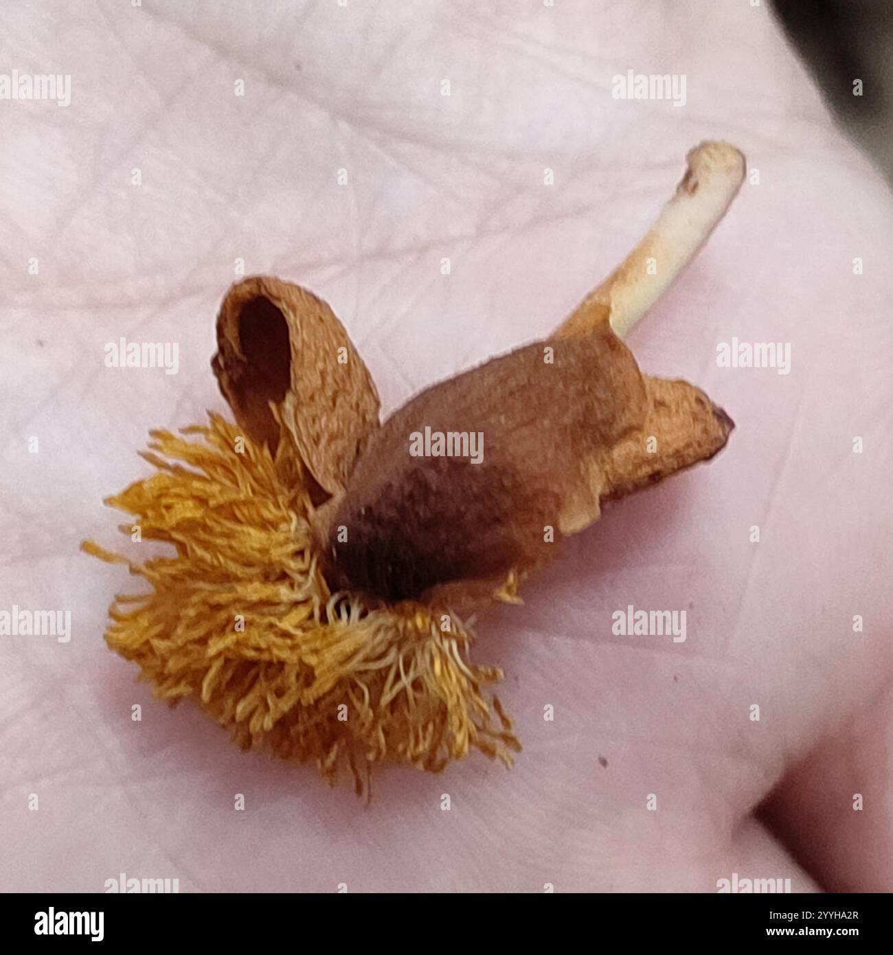 Panama rubber tree (Castilla elastica Stock Photo - Alamy