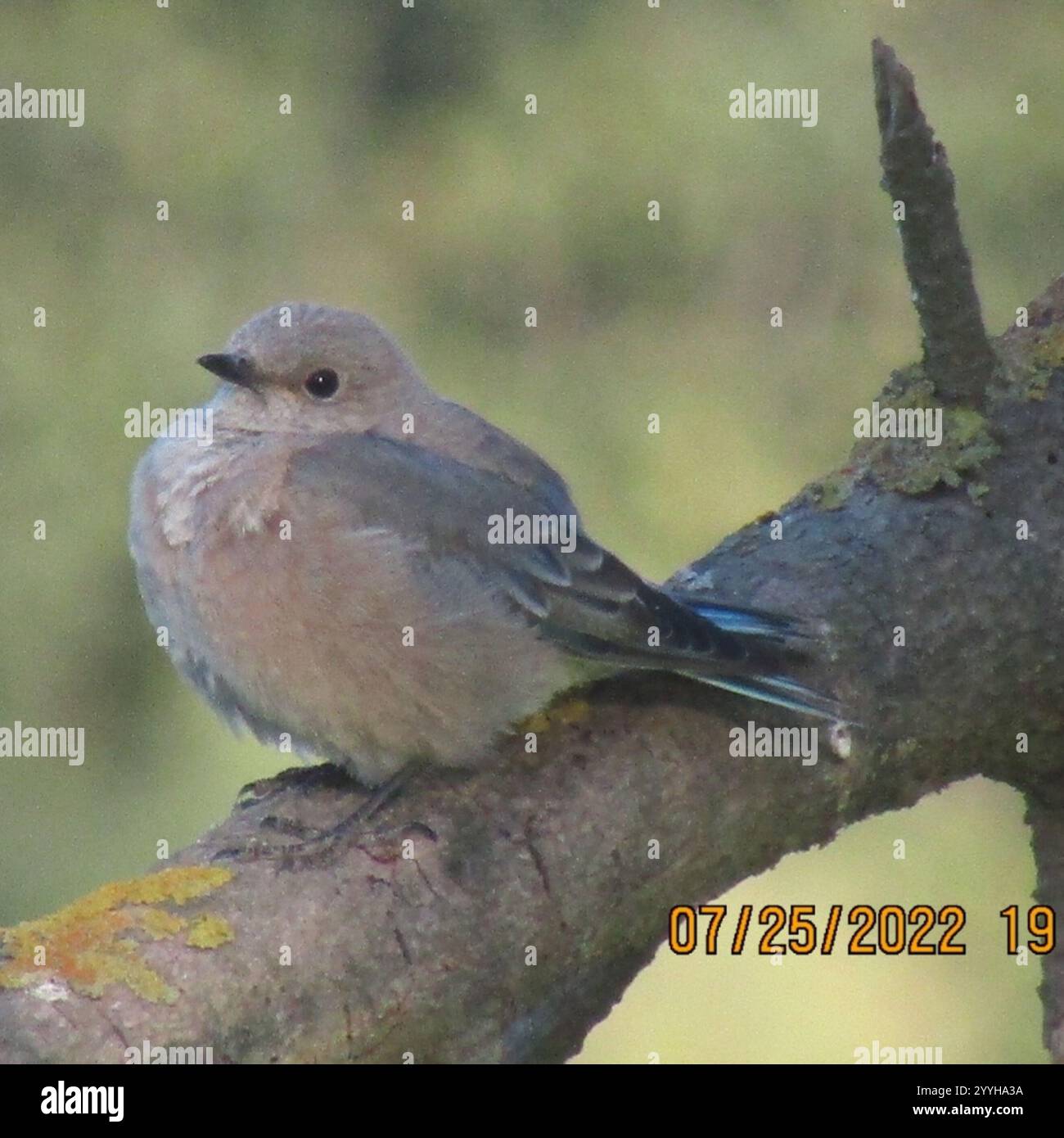 Western Bluebird (Sialia mexicana Stock Photo - Alamy