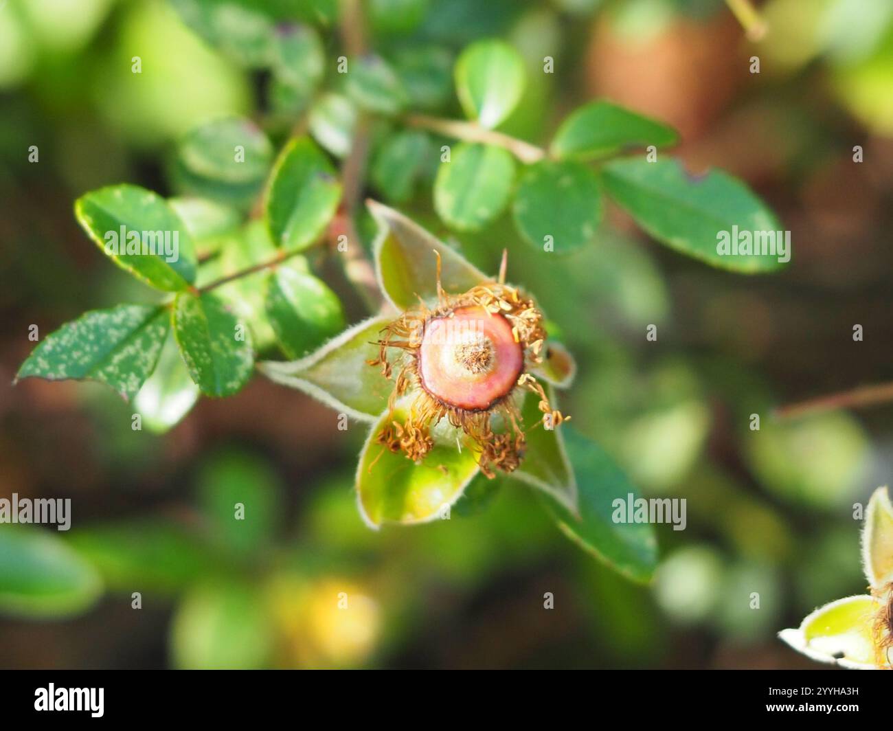 Rosa bracteata hi-res stock photography and images - Alamy