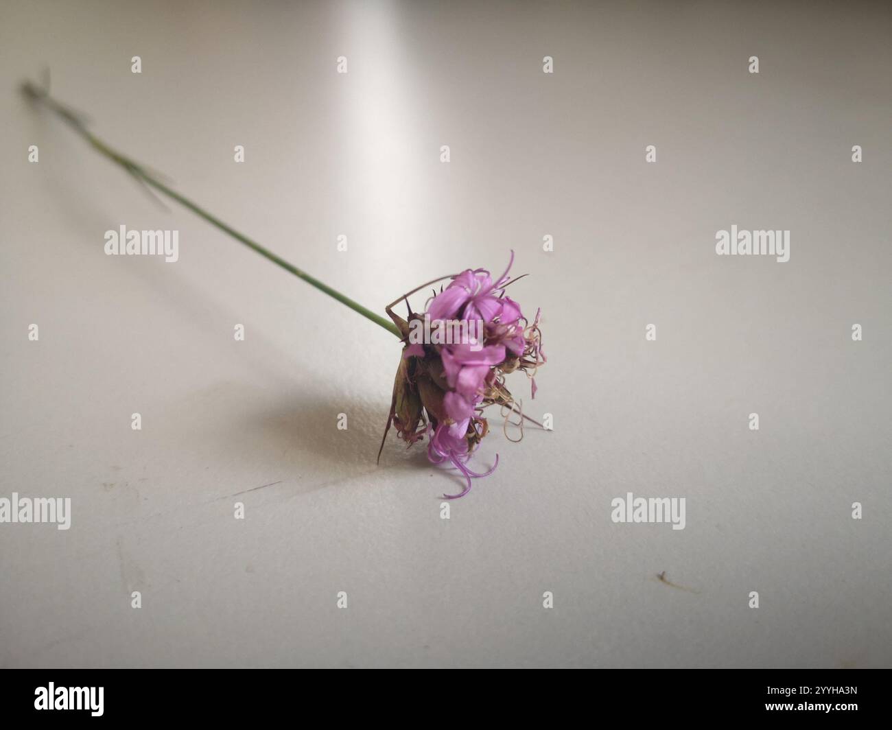 Proliferous Pink (Petrorhagia prolifera Stock Photo - Alamy