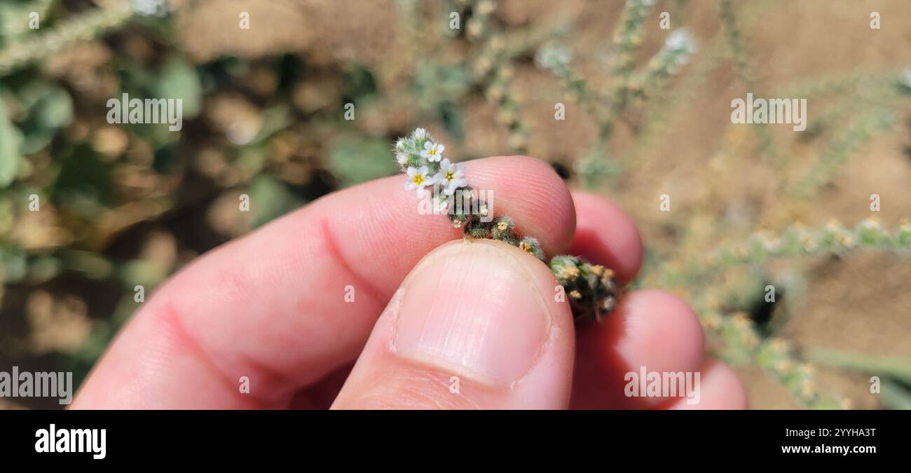 European heliotrope (Heliotropium europaeum Stock Photo - Alamy