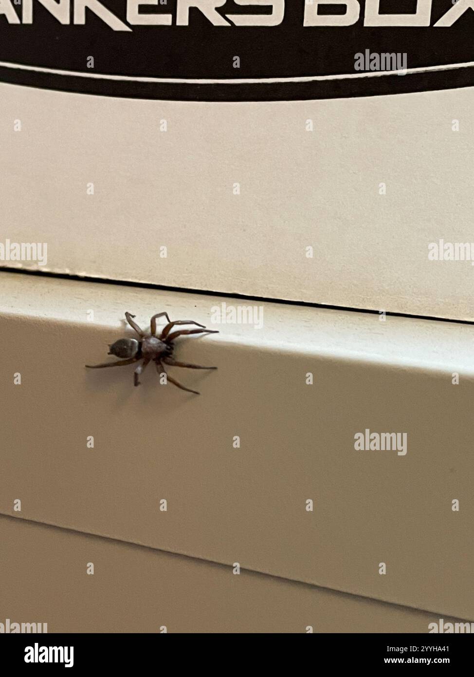 Mouse Spider (Scotophaeus blackwalli Stock Photo - Alamy