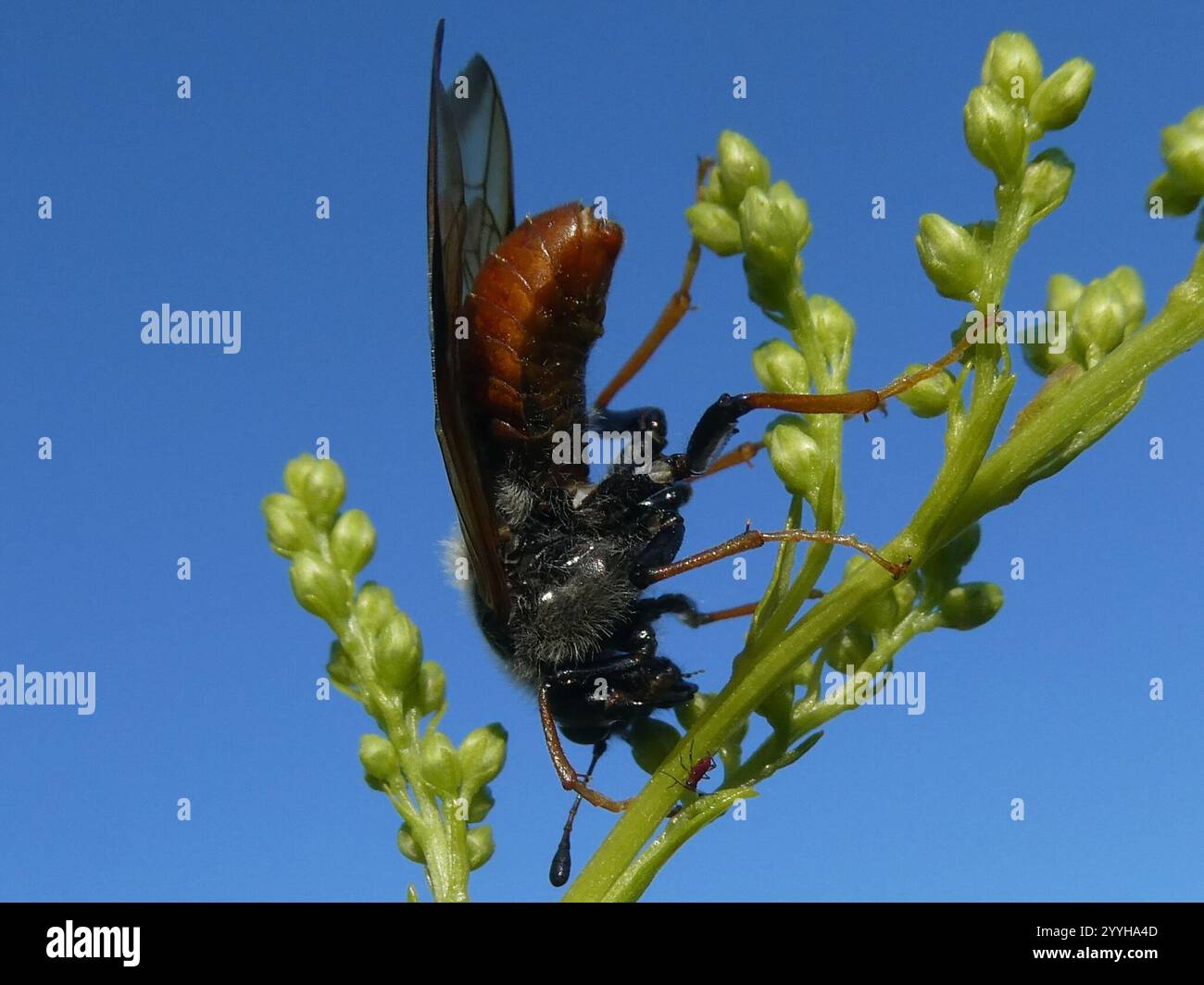 Giant Birch Sawfly (Trichiosoma triangulum Stock Photo - Alamy