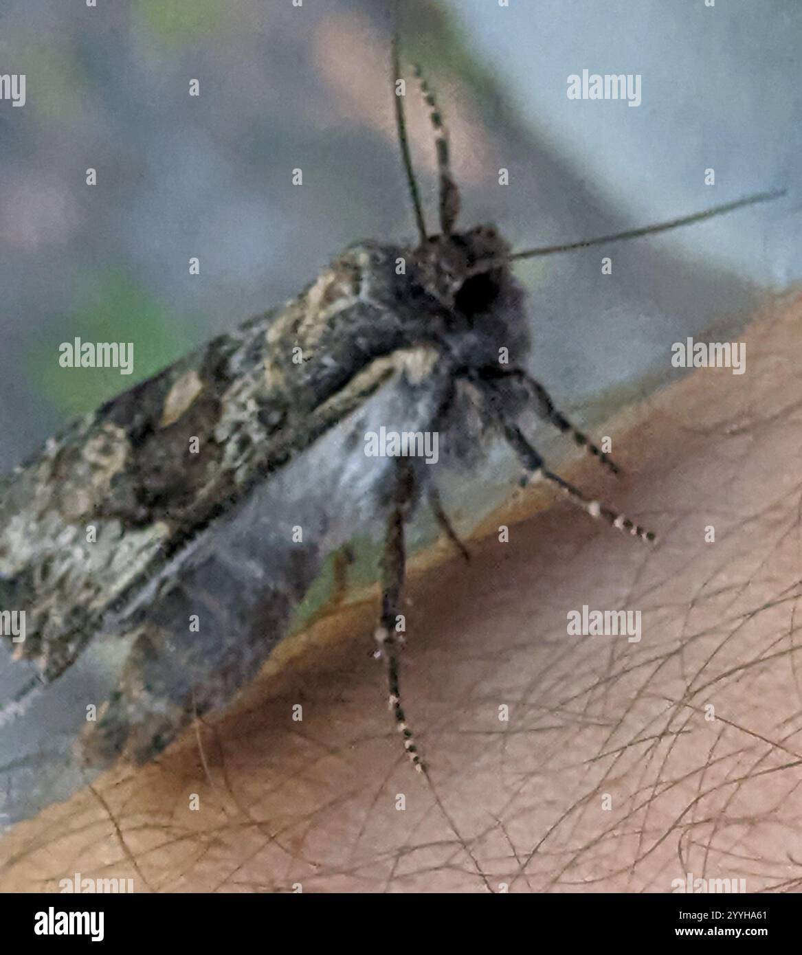 Bordered Apamea Moth (Apamea sordens Stock Photo - Alamy